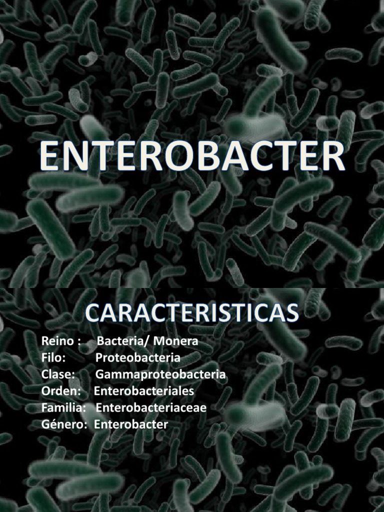 Enterobacter (Genero) | PDF | Resistencia antimicrobiana | Las bacterias