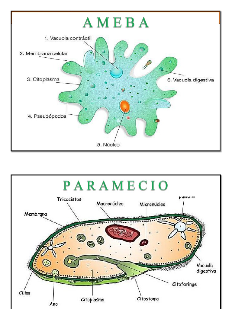 Diagrama De Euglena Citoplasma