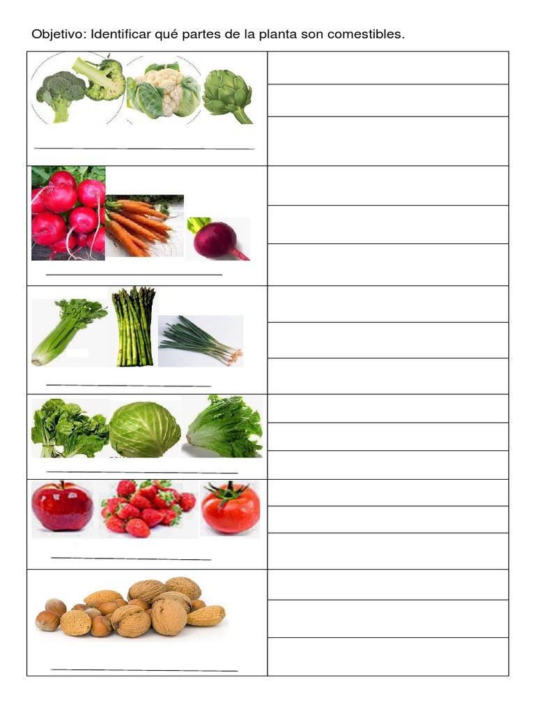 Qué partes de la planta comemos.docx