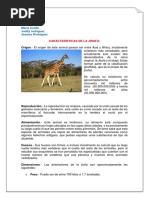 Anatomía y Fisiologia de La Jirafa | PDF