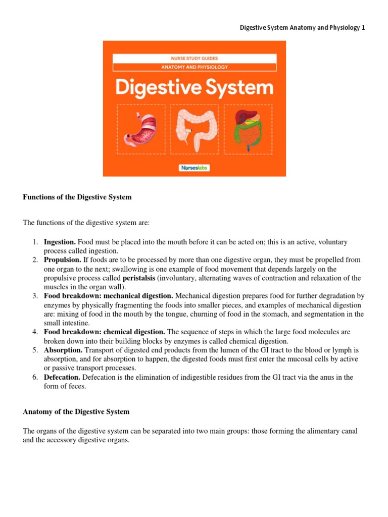 Digestive System Anatomy and Physiology | PDF | Stomach | Digestion