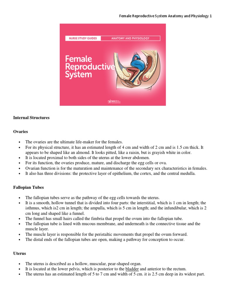 Female Reproductive System Anatomy and Physiology | PDF | Labia | Vagina