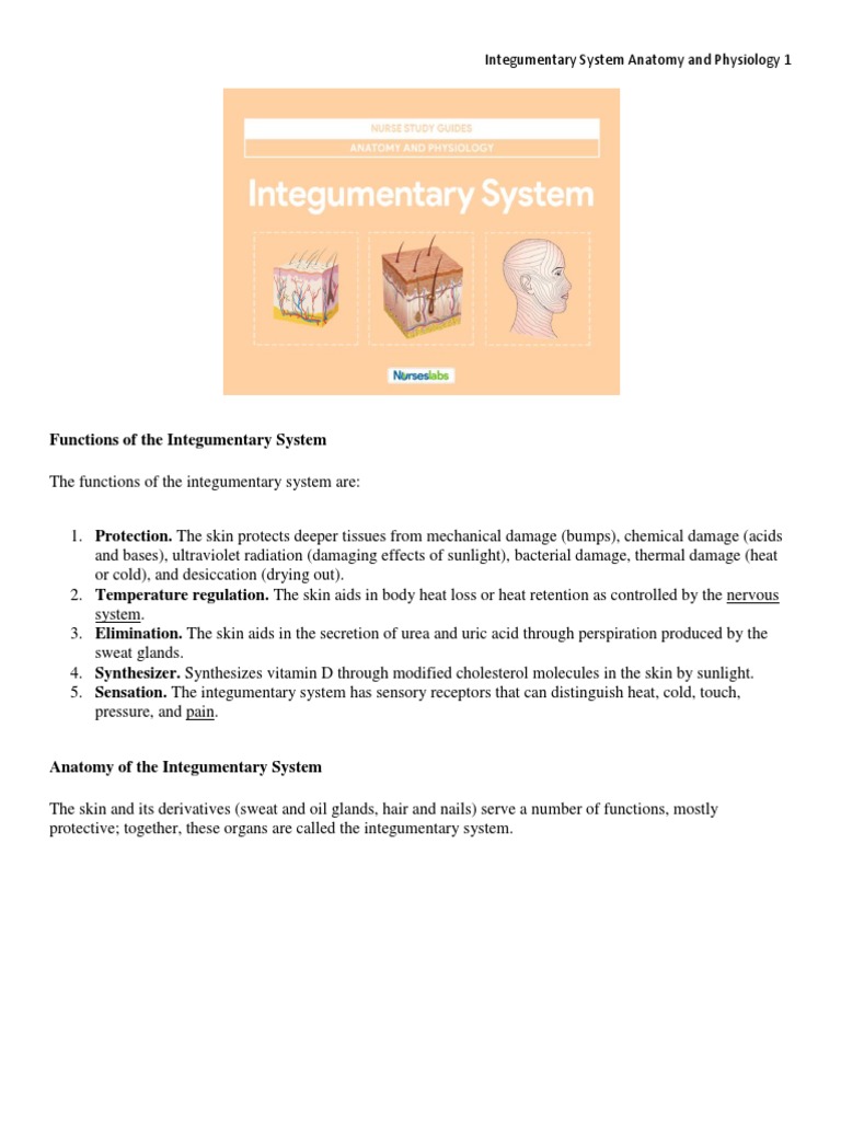 Integumentary System Overview and Functions | PDF | Integumentary ...
