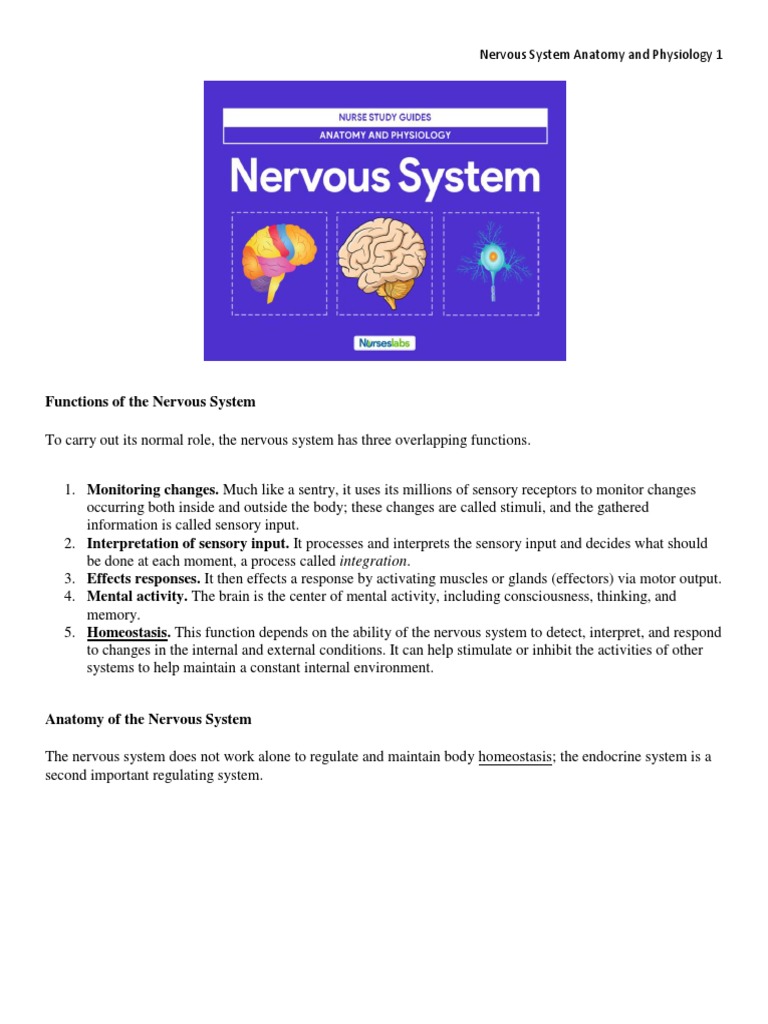 Nervous System Anatomy and Physiology | PDF | Cerebrum | Nervous System