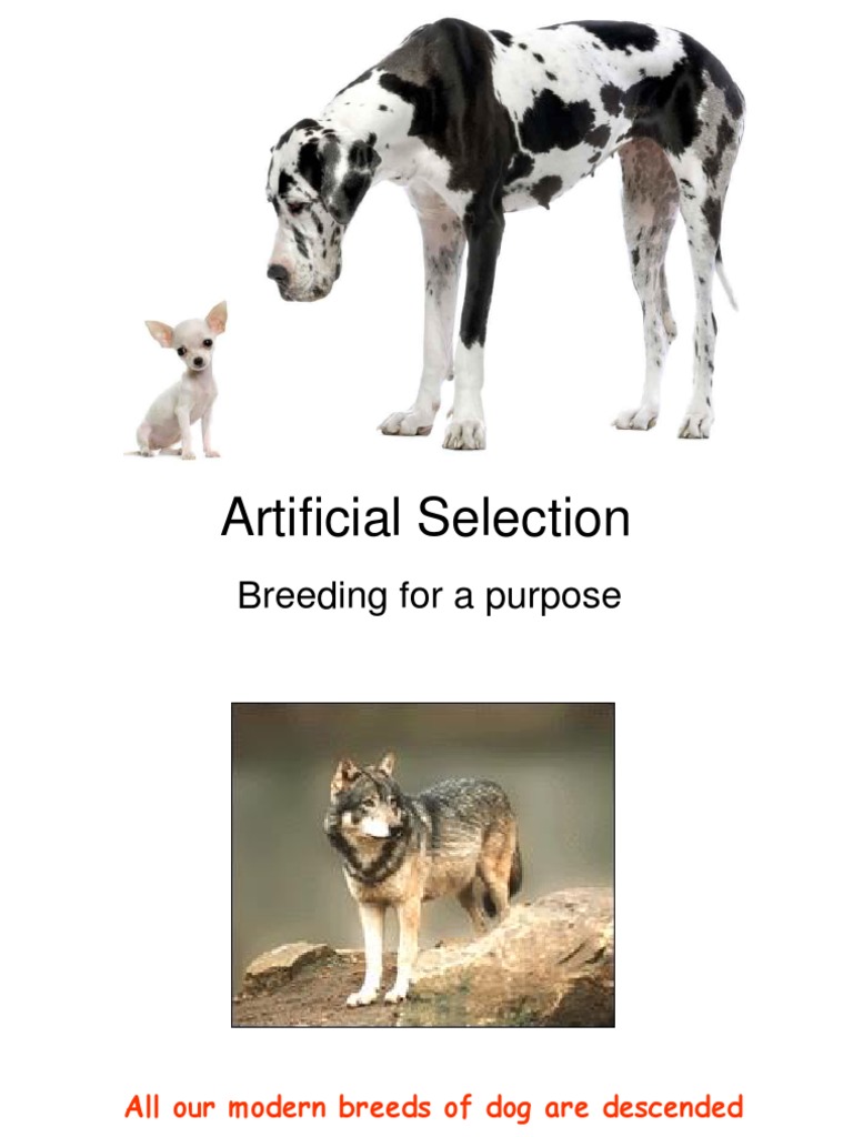 Artificial Selection In Dogs