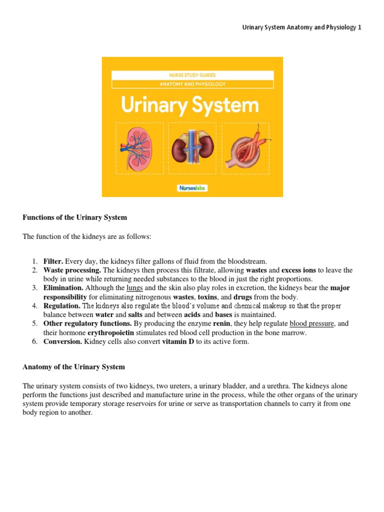 Urinary System Anatomy and Physiology | Download Free PDF | Kidney ...