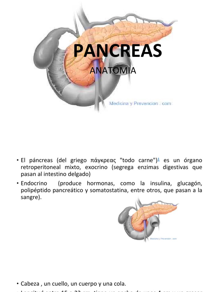 Anatomia Del Pancreas | Páncreas | Anatomía