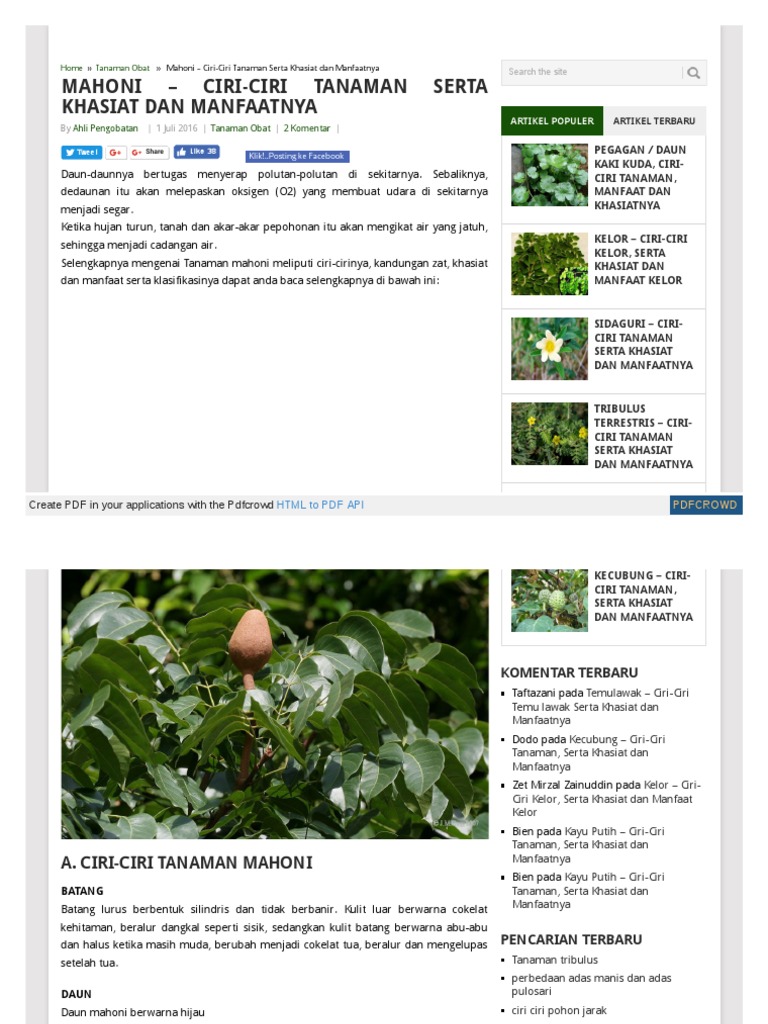WWW Tanobat Com Mahoni Ciri Ciri Tanaman Serta Khasiat Dan M PDF | PDF