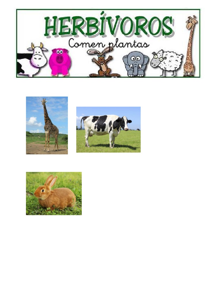 Animales Herbivoros