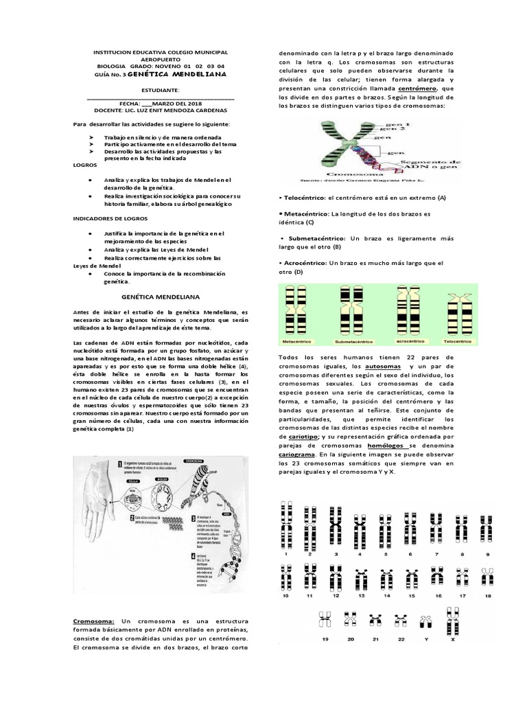 Guia 3 Genetica Mendeliana 9 Grado | PDF | Dominancia (Genética) | Cromosoma