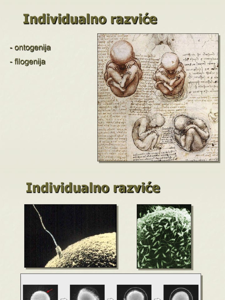 02 Individualno Razvice Prepravka 15 101 | PDF