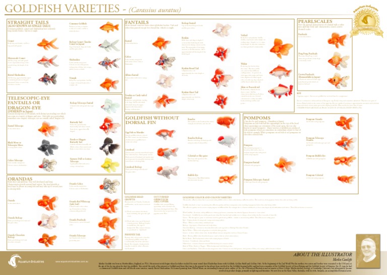AI Goldfish Varieties Poster PDF | PDF | Color | Fish