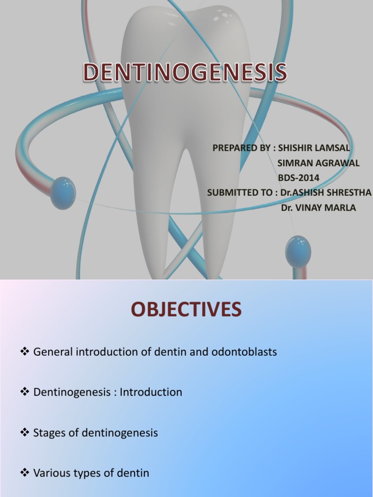 18. Dentinogenesis | Dentin | Human Tooth