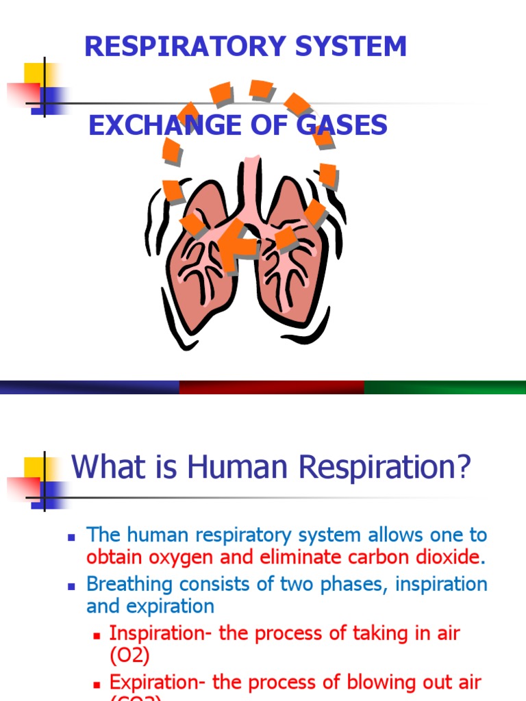 Respiratory System Exchange of Gases: Powerpoint Lecture Slide ...