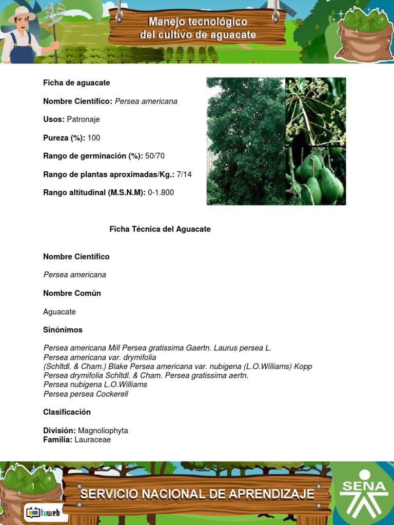 Guía Técnica del Cultivo de Aguacate | PDF | Aguacate | Horticultura y jardinería
