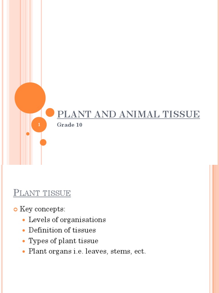 Plant and Animal Tissue Own | PDF | Tissue (Biology) | Leaf