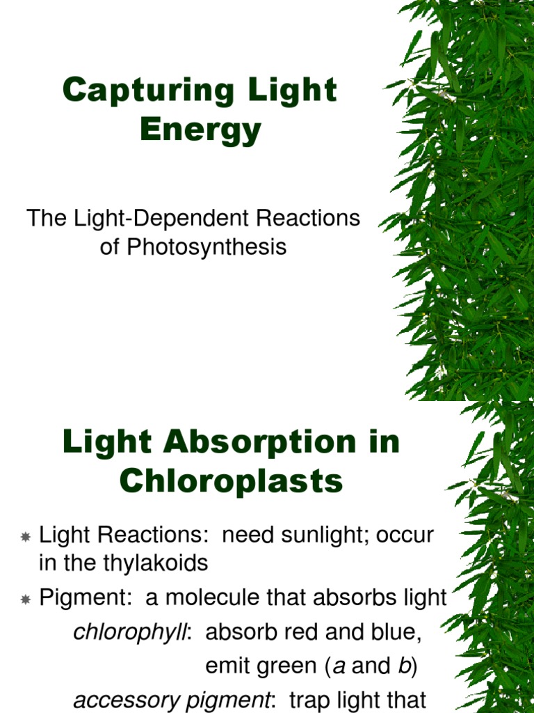 Light Reactions | PDF