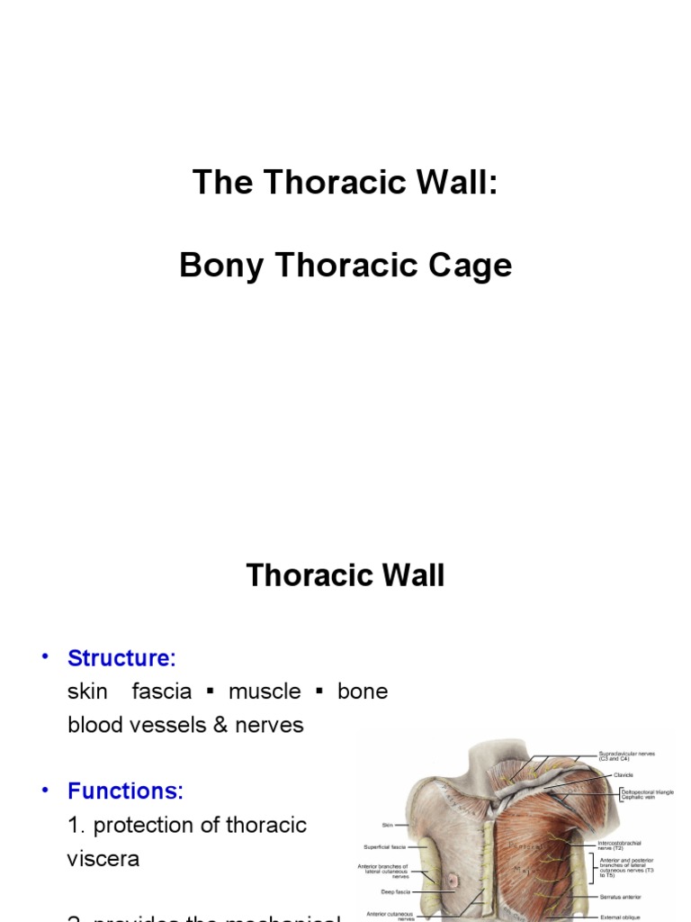 Anatomy Lecture 3 Thoracic Wall 1 Slides Pdf Thorax Thorax