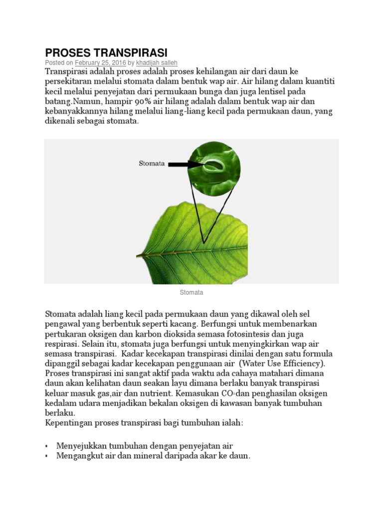 Proses Transpirasi | PDF