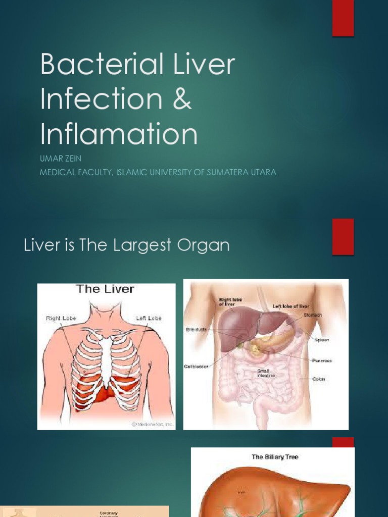 Bacterial Liver Infection & Inflamation | PDF | Liver | Infection