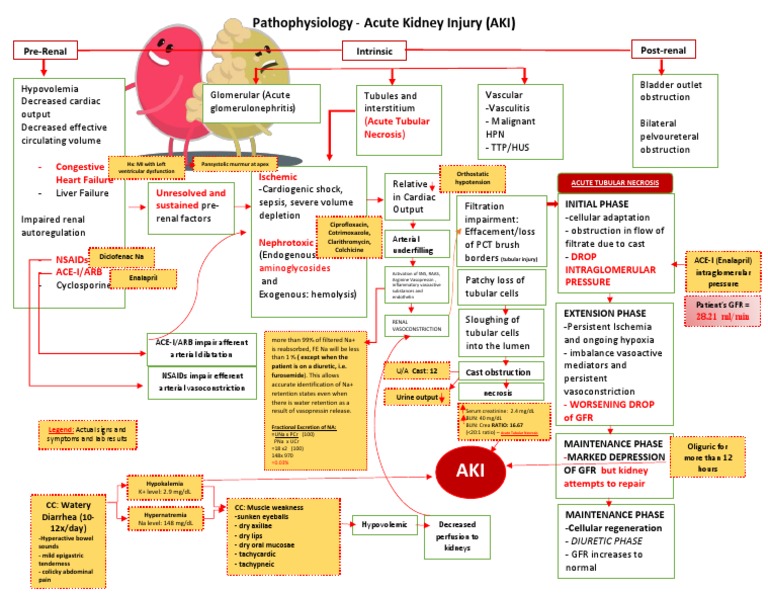 Acute Kidney Injury (AKI) Pathophysiology | PDF | Renal Function | Kidney