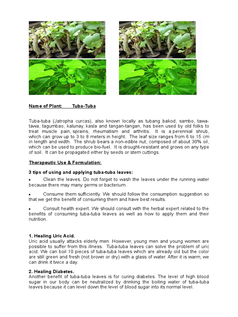 Name of Plant: Tuba-Tuba | PDF | Neoplasms | Cancer