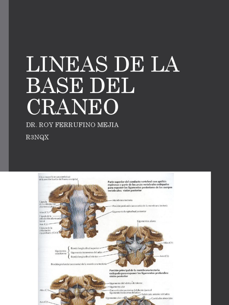 Lineas de La Base Del Craneo | PDF | Anatomical Terms Of Location ...