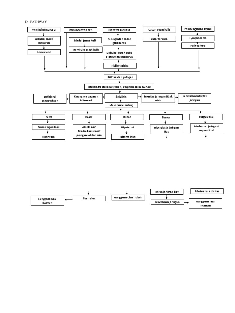 Pathway Selulitis Ajeng | PDF
