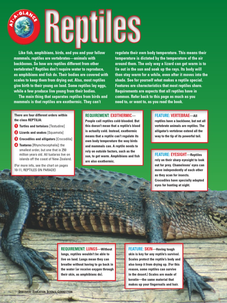 Reptiles | PDF | Reptile | Egg