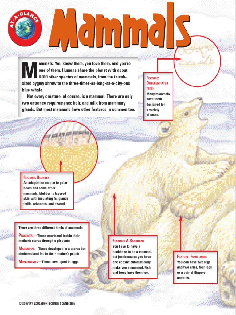 Mammals | PDF | Mammals | Zoology
