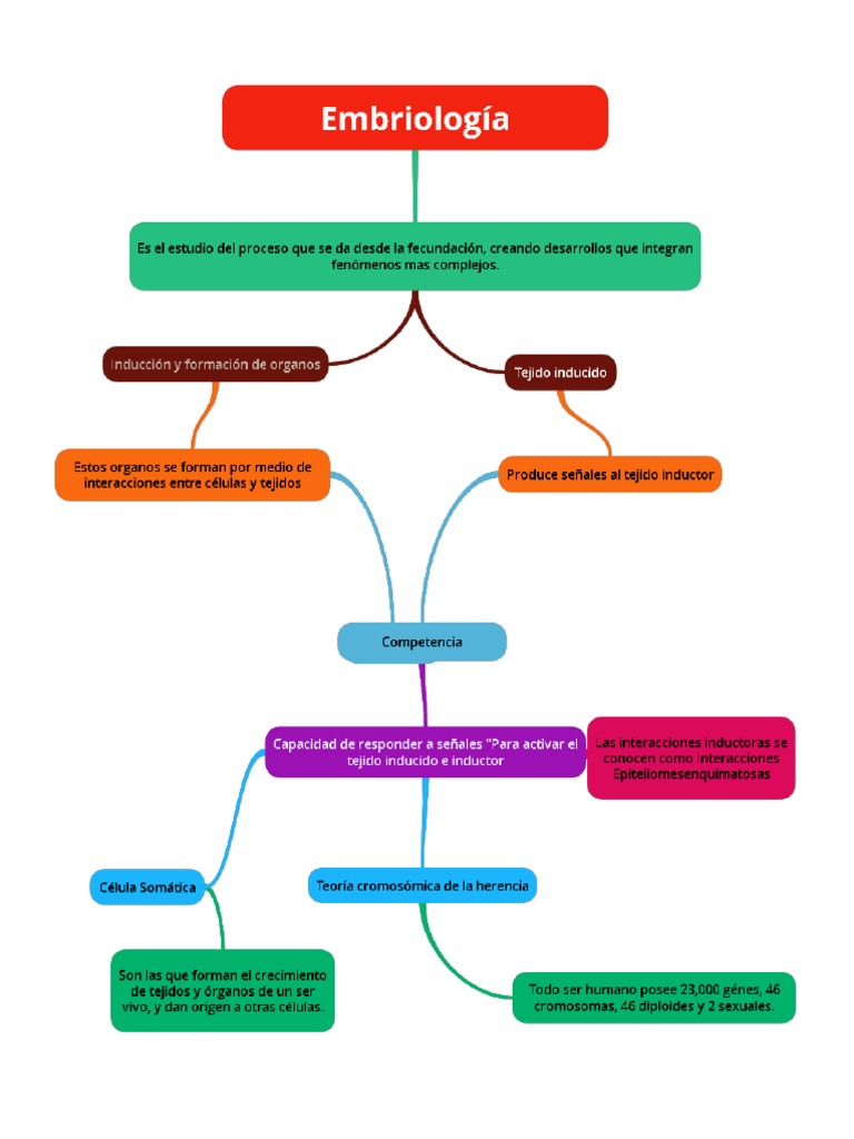 Mapa Mental Embriologia