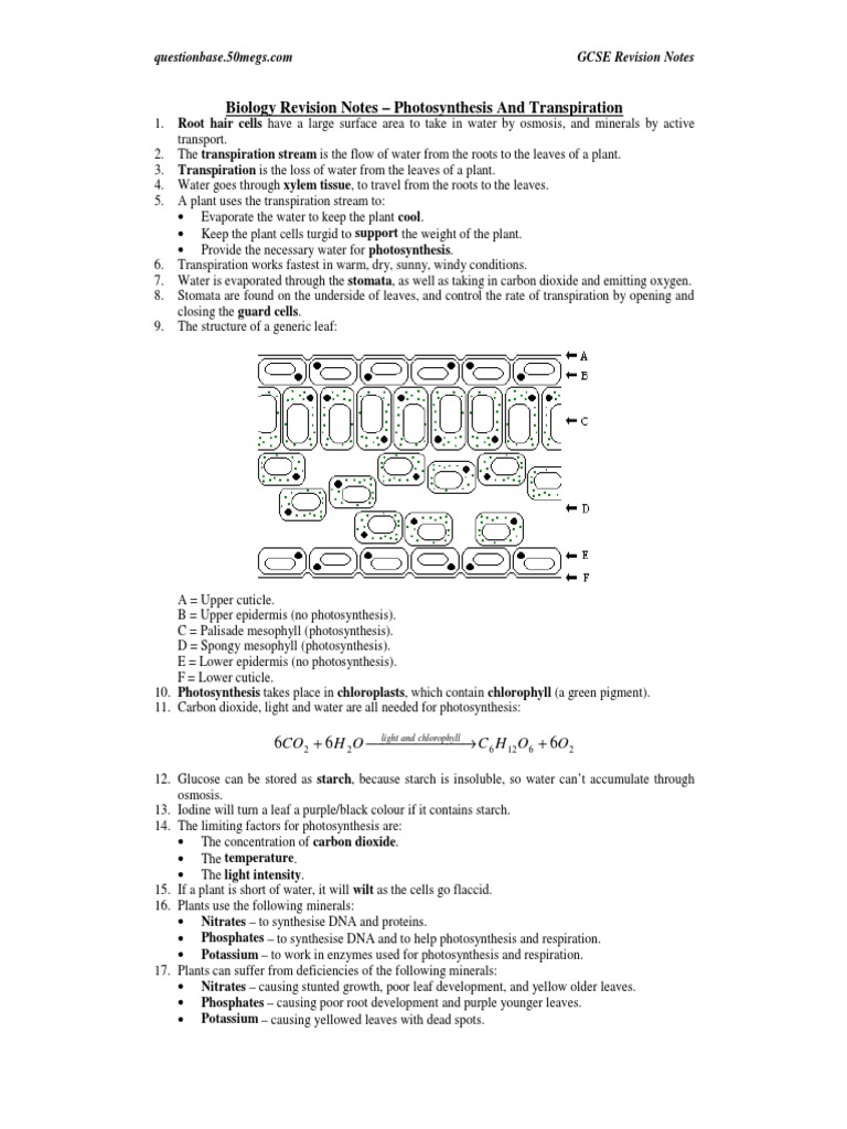 GCSE Biology Revision Notes on Photosynthesis and Transpiration | PDF ...