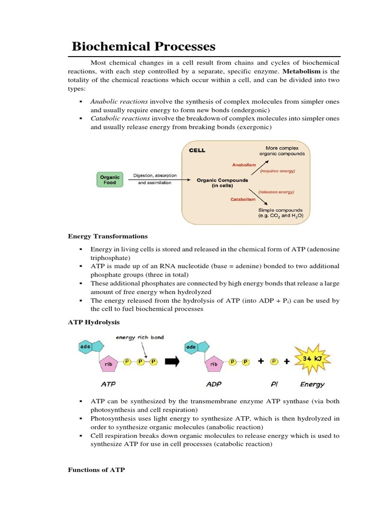 Activity 2 Biochemical Processes | PDF | Osmosis | Hydrolysis