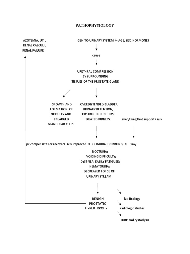 BPH Pathophysiology | PDF