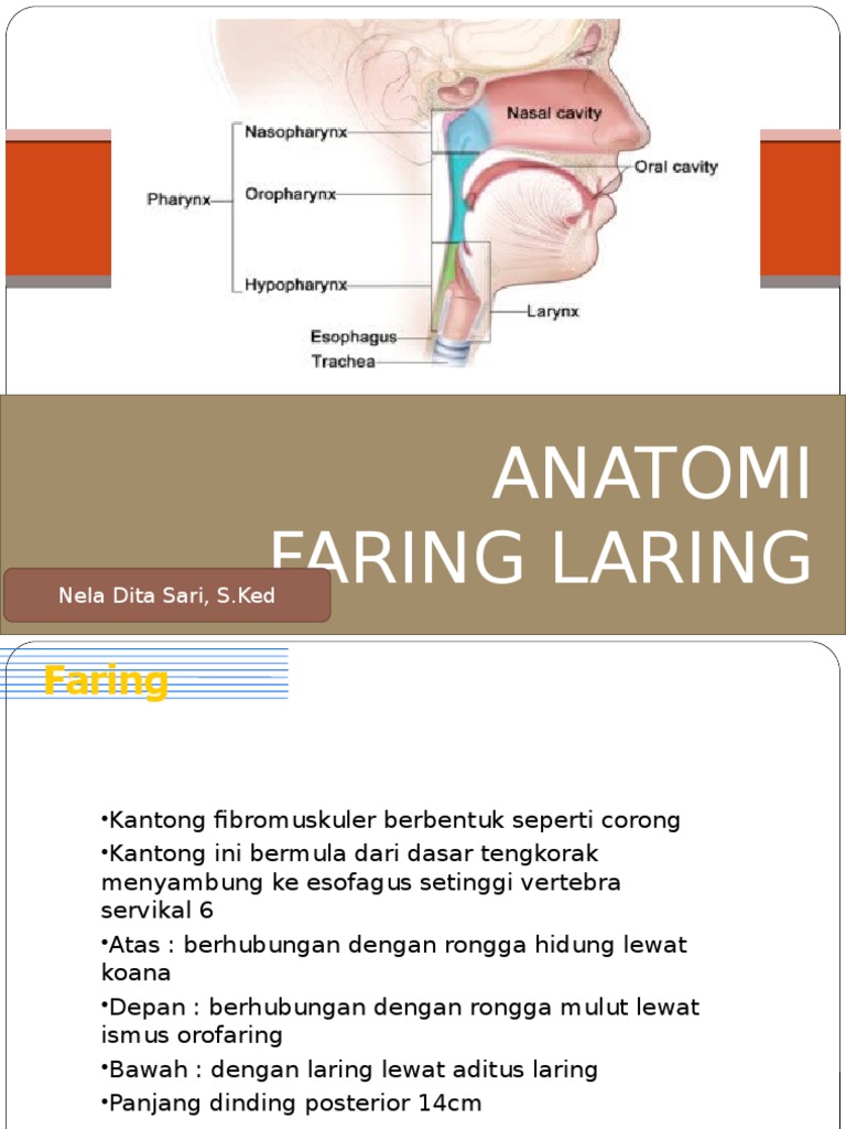 Anatomi Laringofaring | PDF