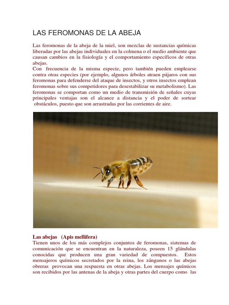 Las Feromonas de La Abeja PDF | PDF | Feromona | Western Honey Bee