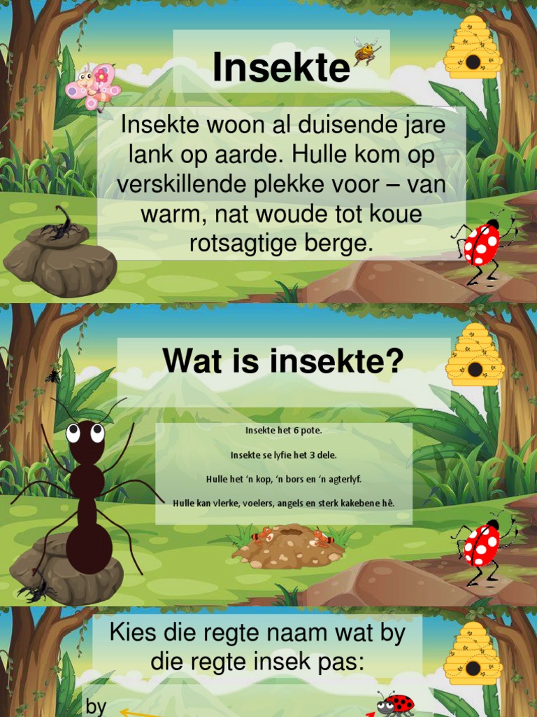 Insekte PP | PDF