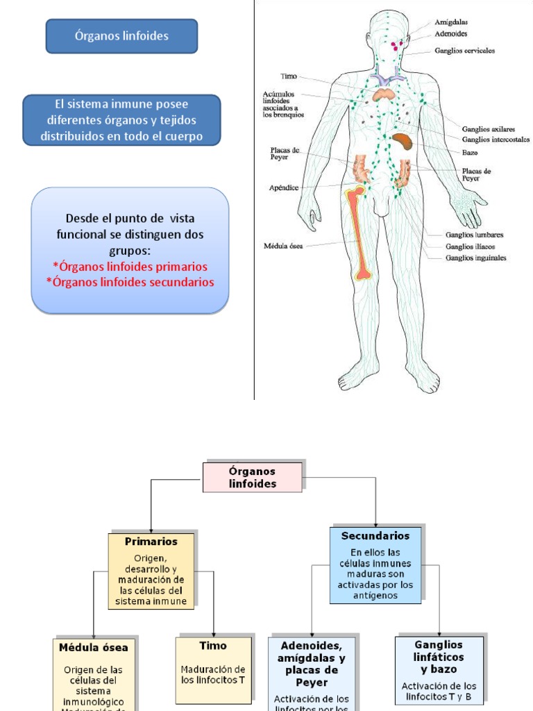 Hemograma 1pdf Leucocito Sistema Inmune