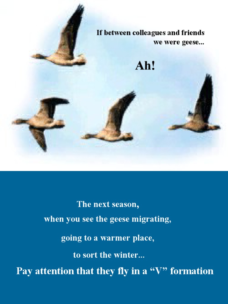 Geese Story - Team Work | PDF | Cognition | Behavioural Sciences