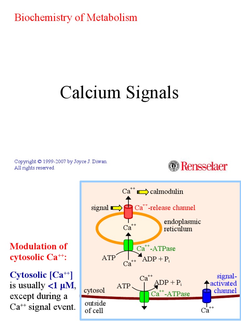 Calcium Signals: Biochemistry of Metabolism | PDF | Endoplasmic ...