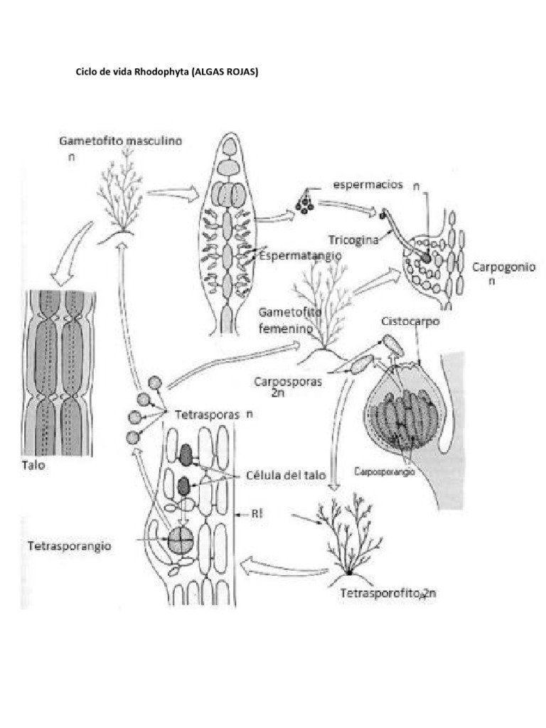 El ciclo de vida de las algas rojas: reproducción y desarrollo de las Rhodophyta | PDF