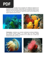 Lepisosteiformes: Peces Primitivos y Su Historia | PDF
