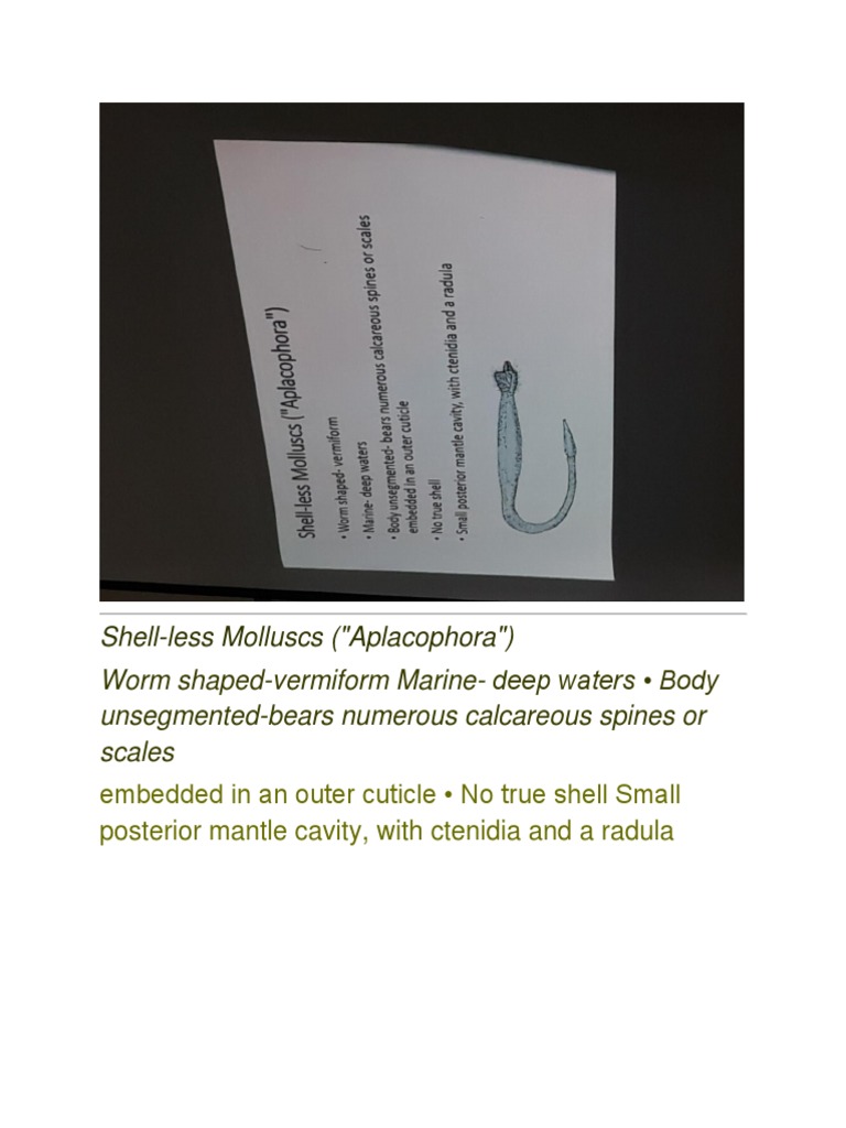Shell-Less Molluscs ("Aplacophora") | PDF | Science & Mathematics
