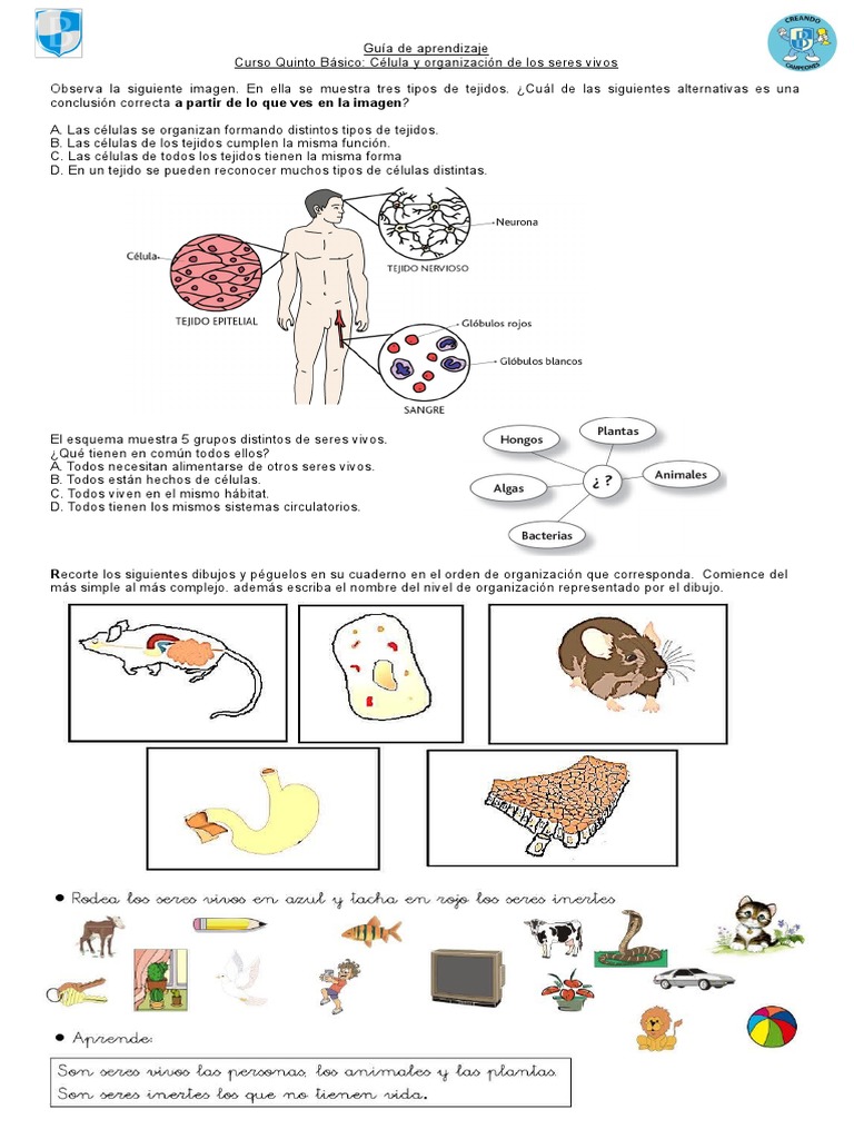 Guía Célula y Organización de Los Seres Vivos | PDF