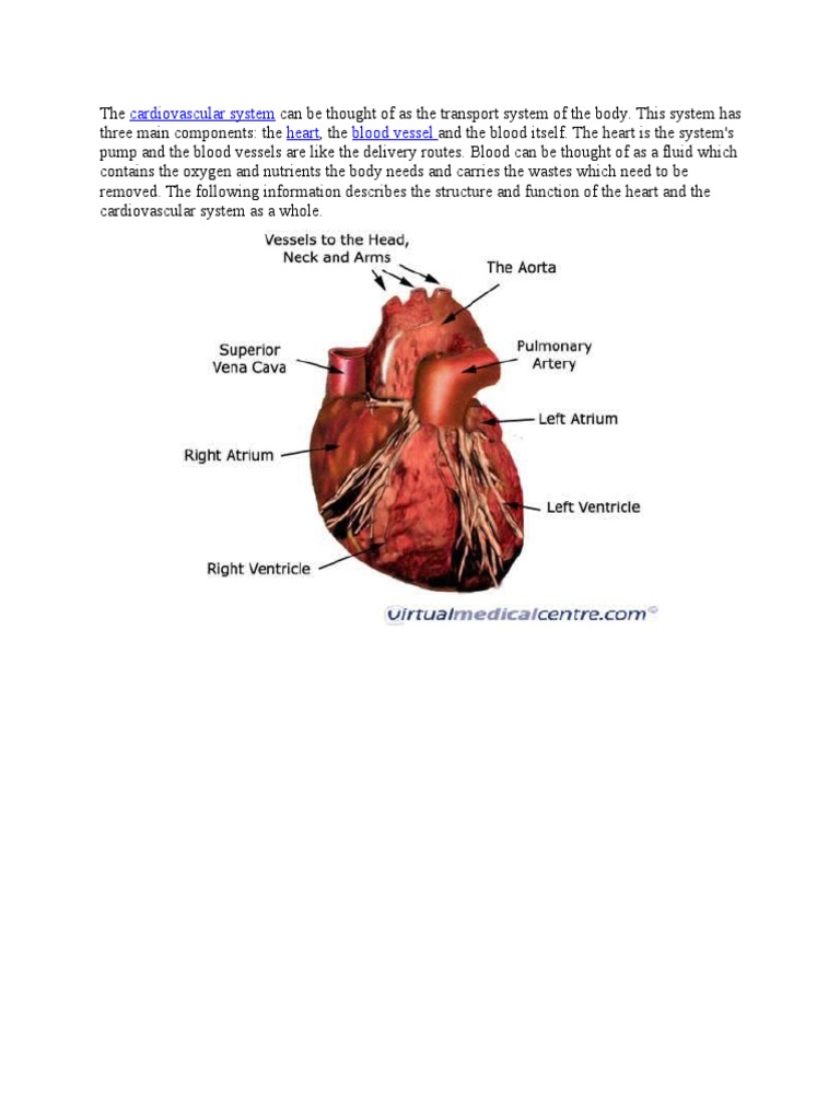 Anatomy of Heart - Ryan | PDF