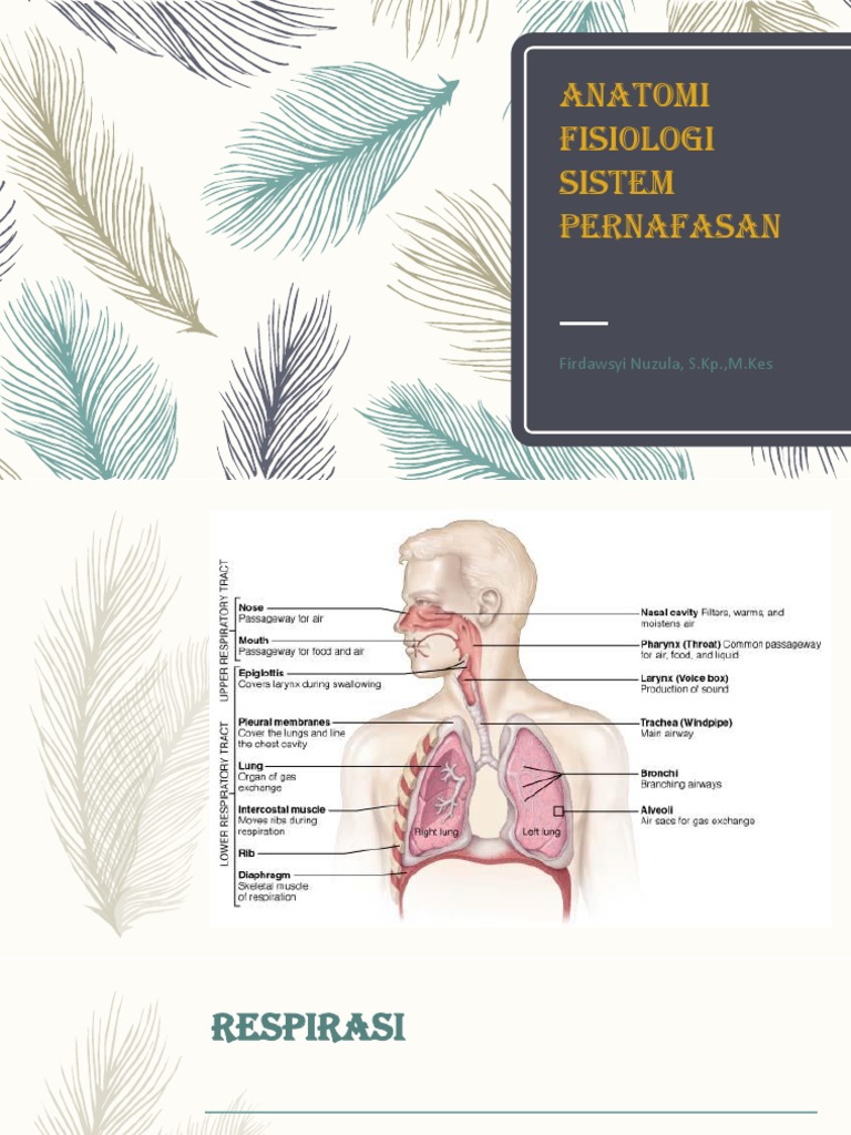 Anatomi Fisiologi Sistem Pernafasan PDF | PDF