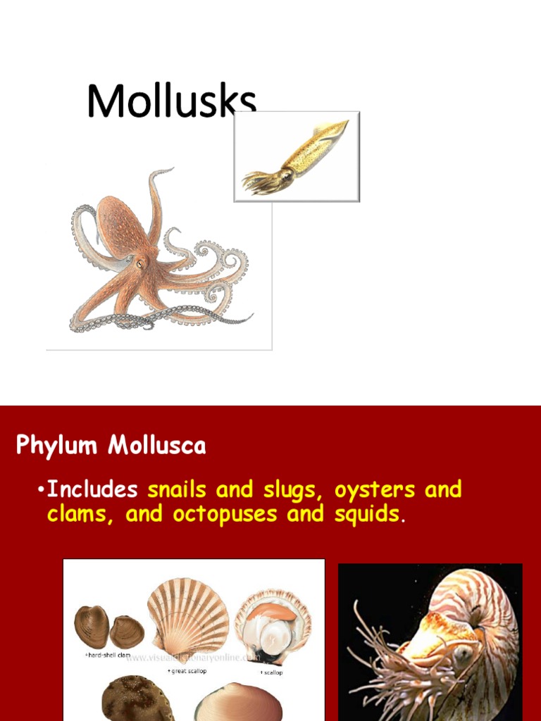 Overview of Phylum Mollusca | PDF | Mollusca | Bivalvia