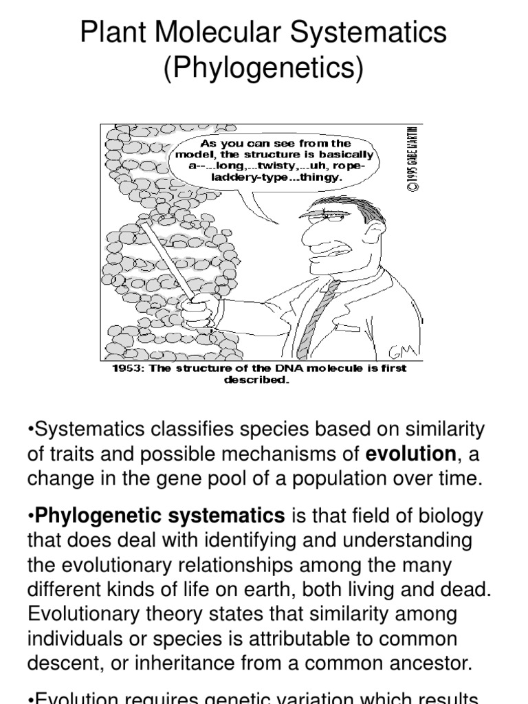 Plant Molecular Systematics (Phylogenetics) | PDF