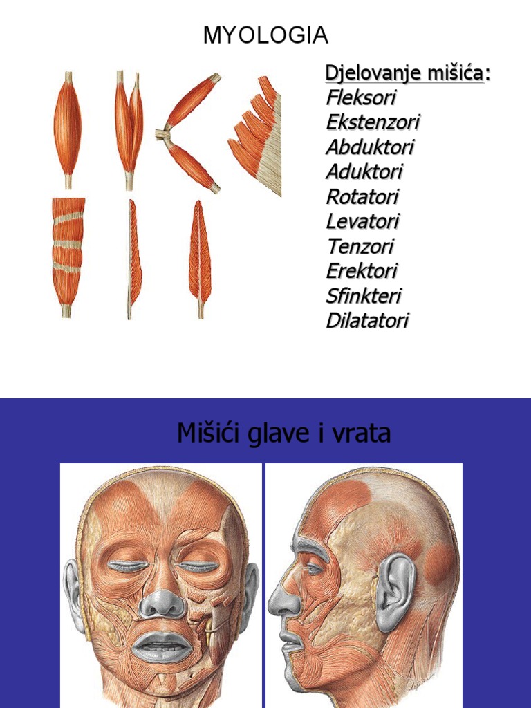 Myologia | PDF