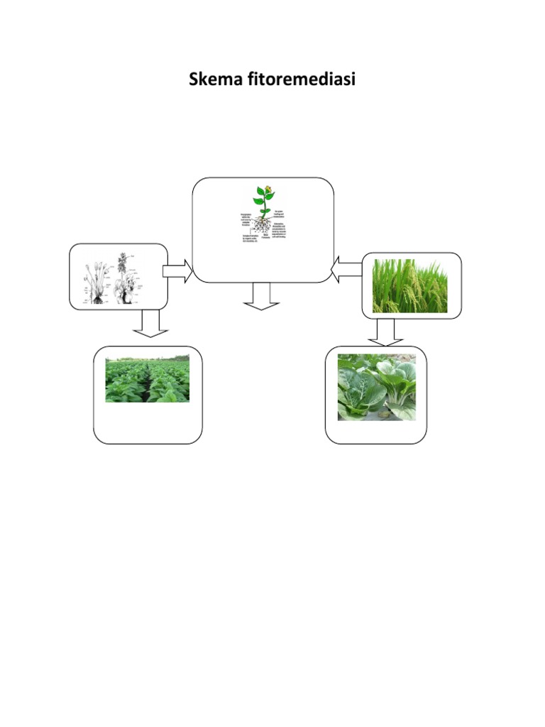 REMEDIASI LINGKUNGAN MENGGUNAKAN BUNGA MATAHARI | PDF